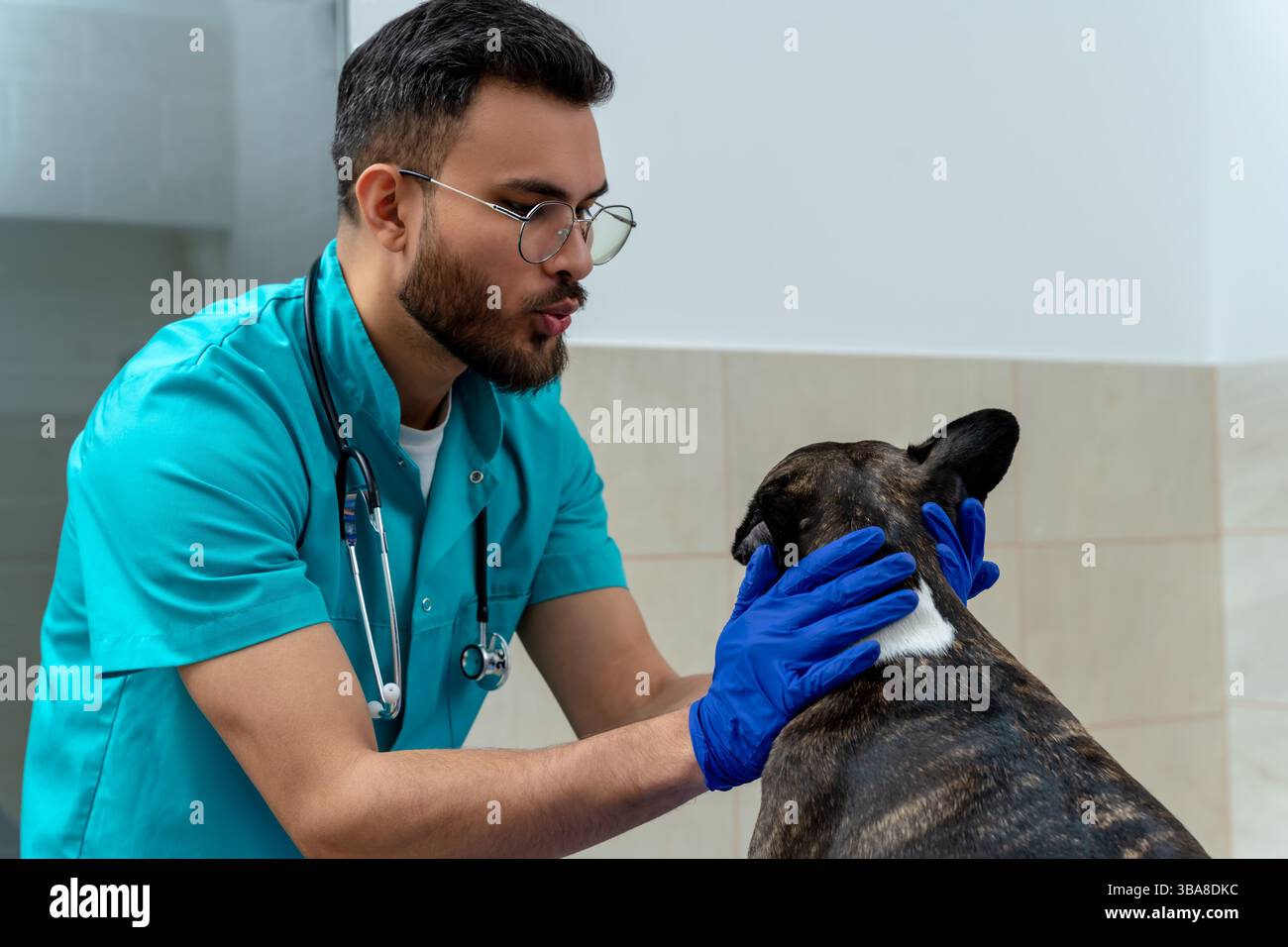 Dog examination. Male veterinarian examining a dog and looking ...