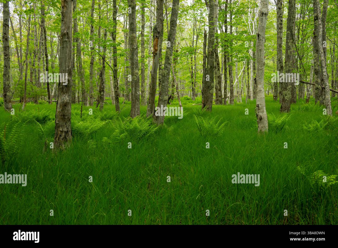 Birch Forest in Acadia National Park with Grass and Fern Cover Stock ...