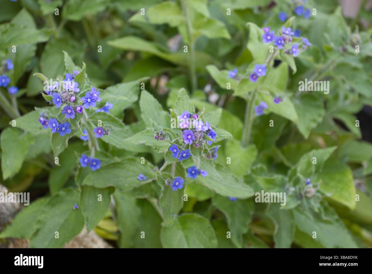 Green alkanet, Pentaglottis sempervirens, with blue flowers in spring ...