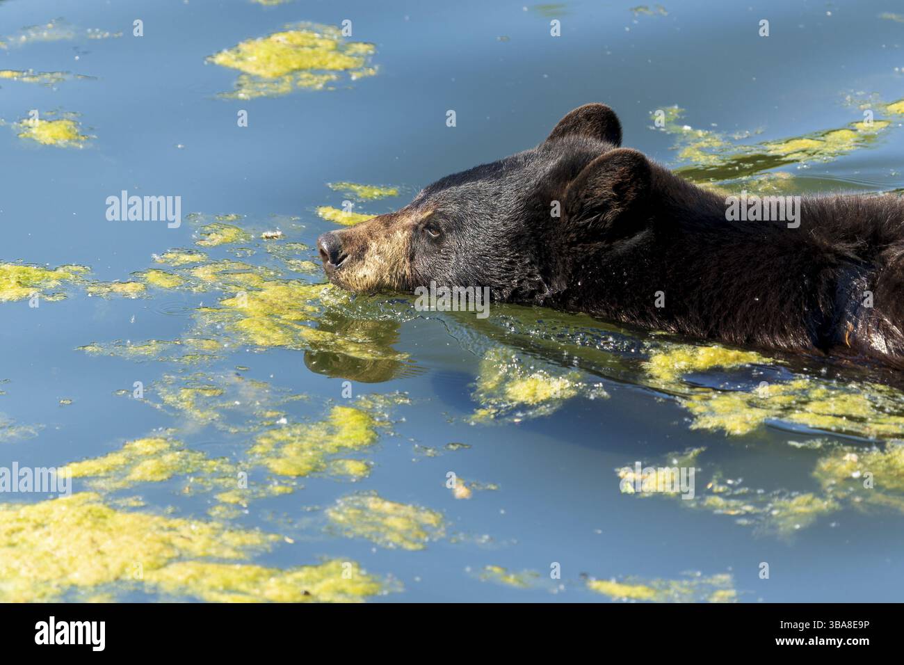 A black bear swimming through algae-covered water, American Black Bear ...