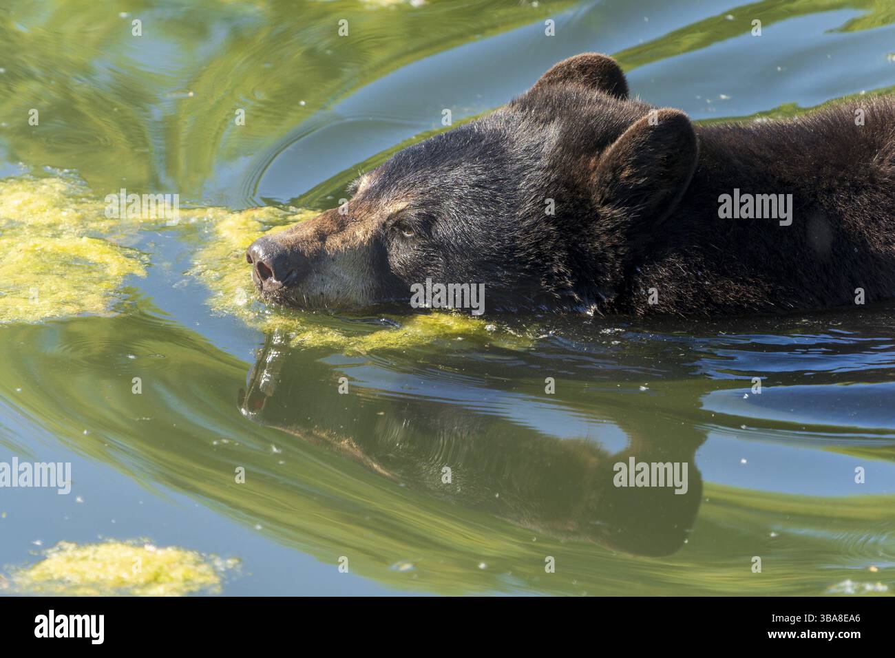 Close-up of a bear swimming through algae-rich water, black bear (Ursus ...