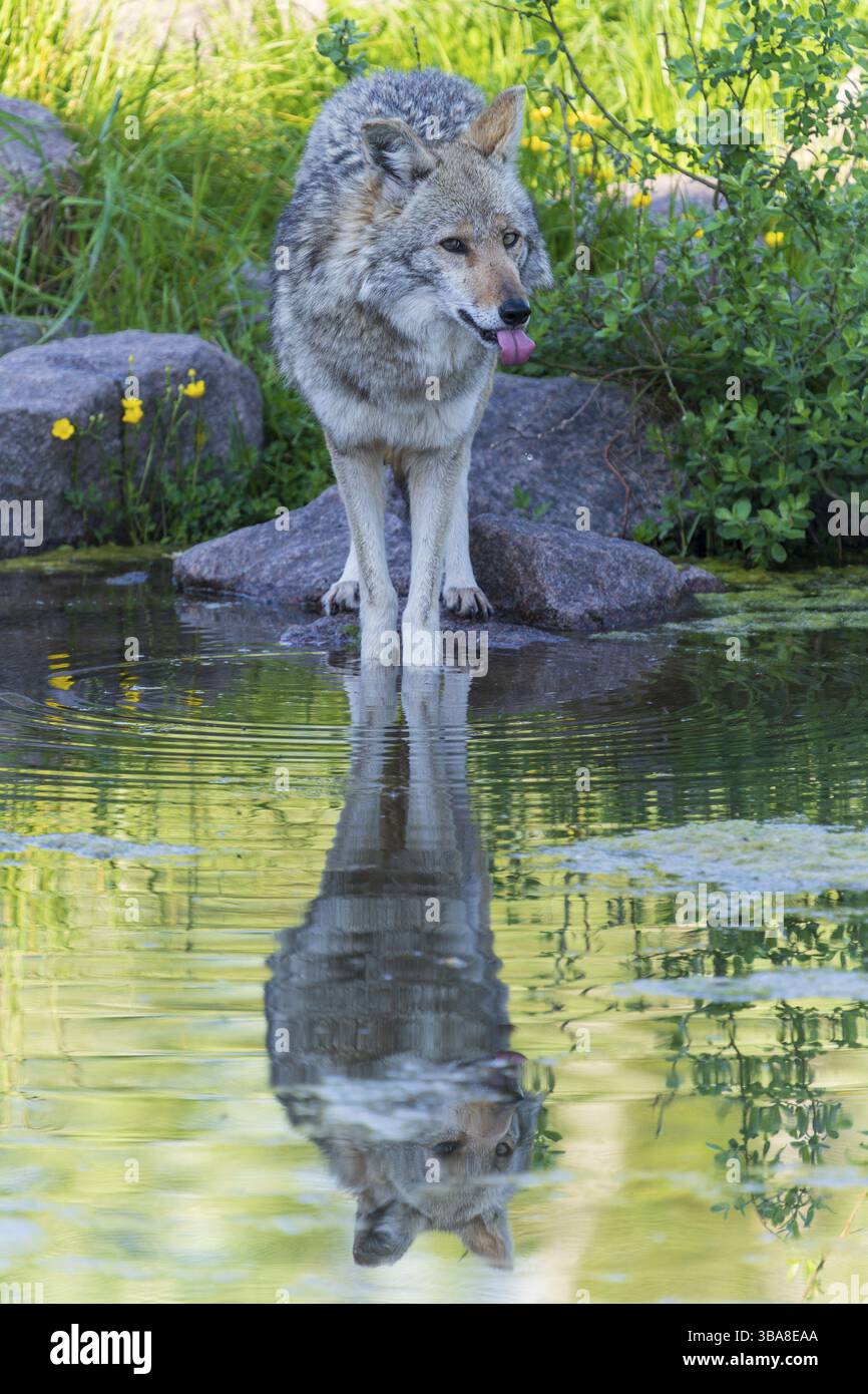 A coyote bends over the water and looks at its reflection in the pond ...