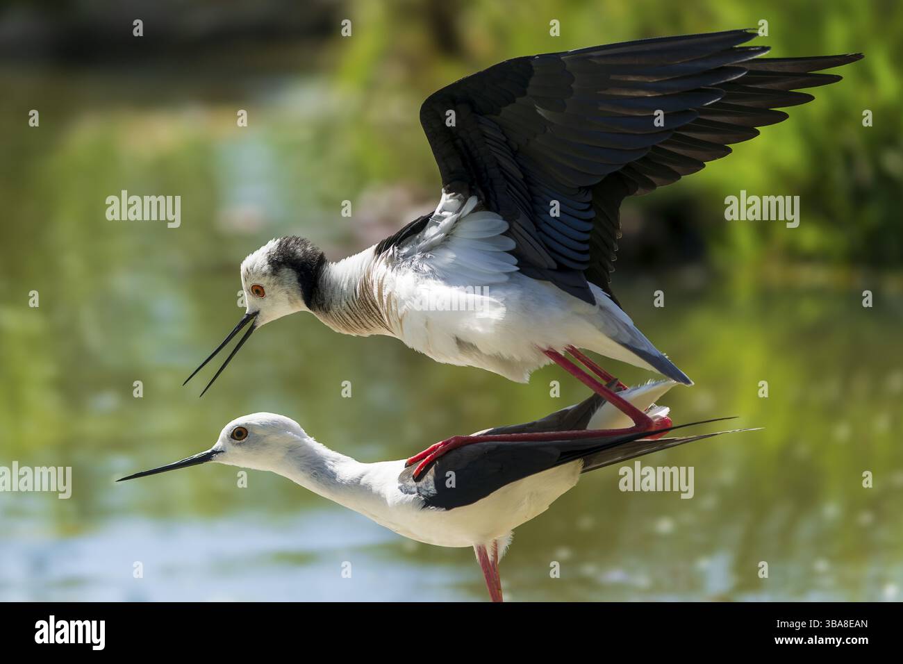 A pair of birds in flight and mating behaviour over a pond, black ...