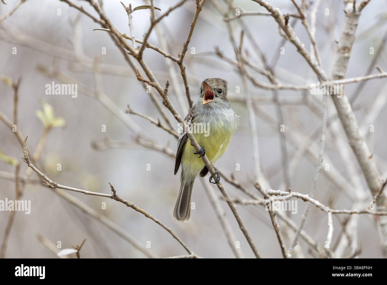 Galapagos flycatcher (Myiarchus magnirostris, San Cristobal, Galapagos ...