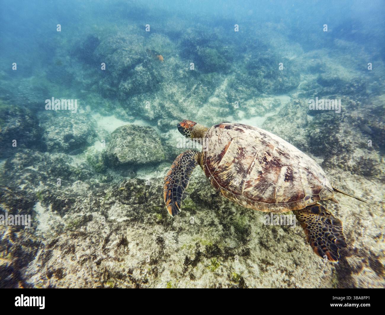 Green turtle (Chelonia mydas), underwater, Galapagos, Ecuador, South ...
