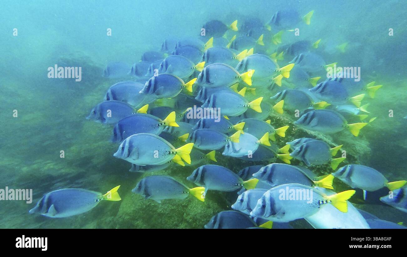 Shoal of yellowtail surgeonfish (Prionurus punctatus), underwater ...