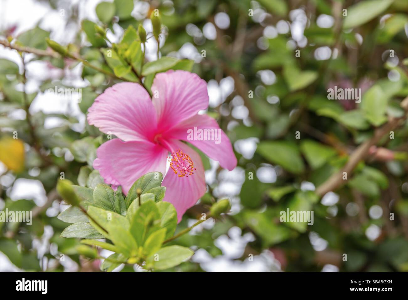 Hibiscus fragilis (Creole: mandrinette), San Cristobal, Galapagos ...