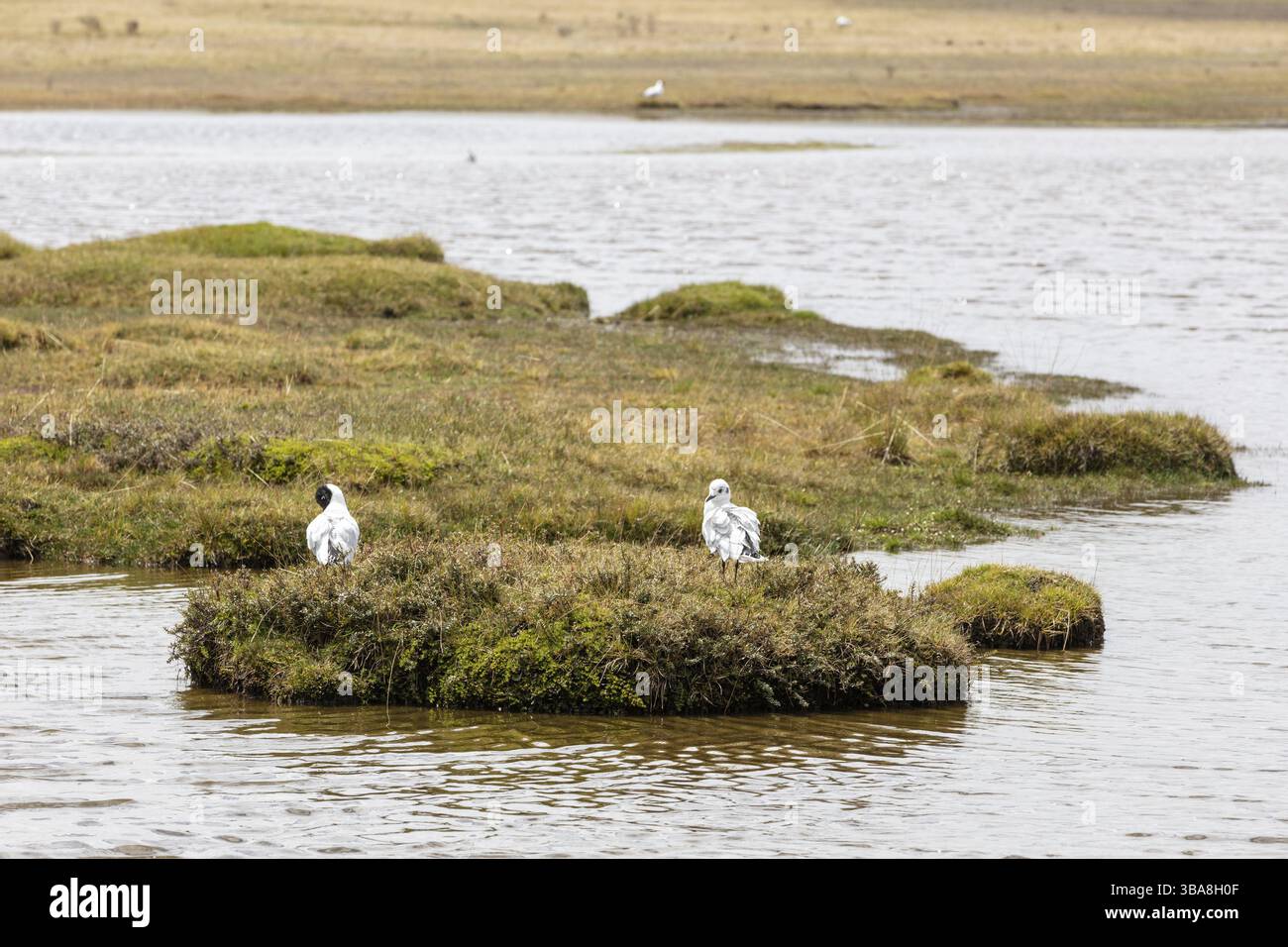 Gulls (Larinae), National Park, Cotopaxi, Ecuador, South America Stock ...
