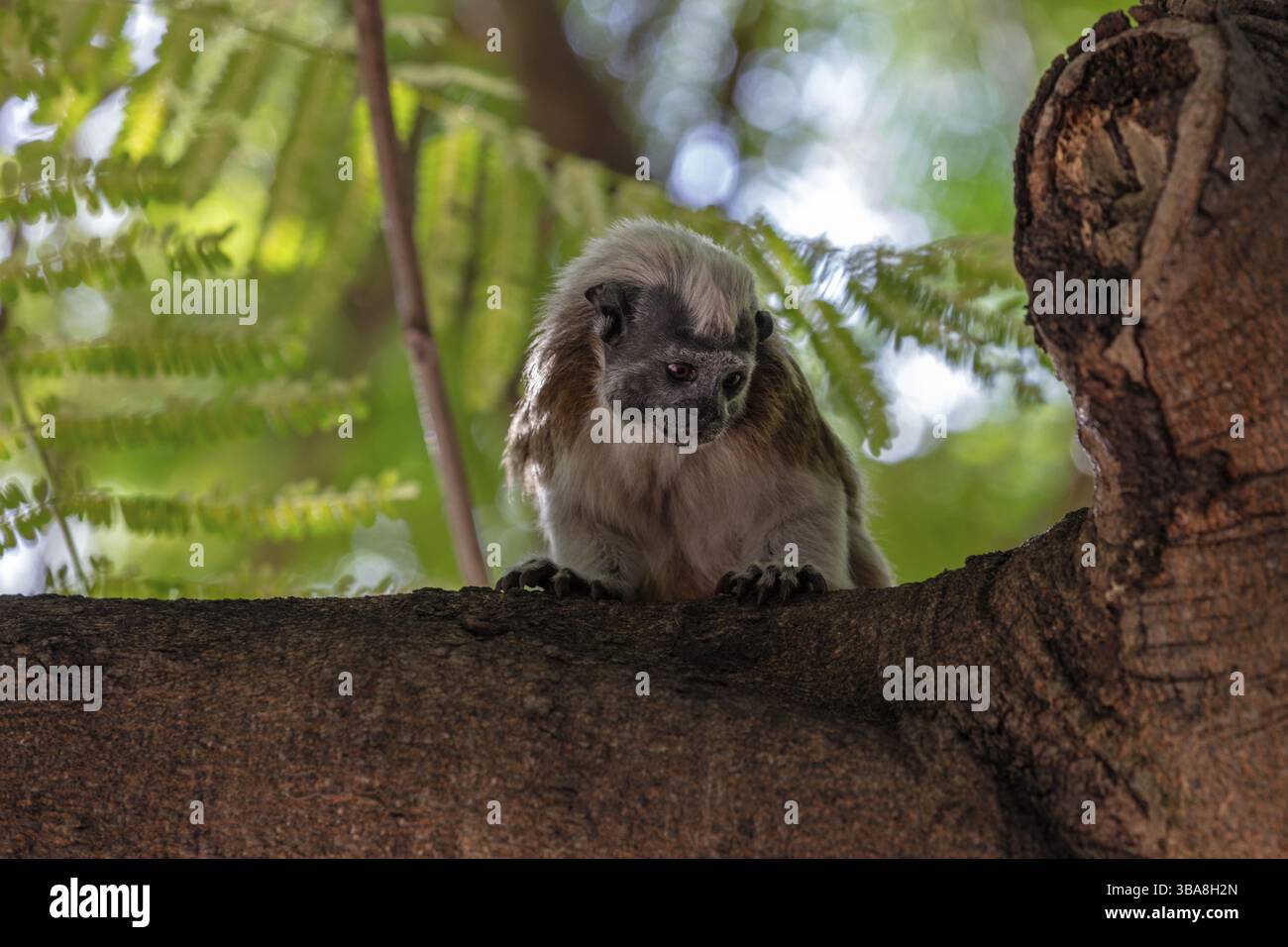 White-footed tamarin (Saguinus leucopus), Cartagena, Colombia, South ...