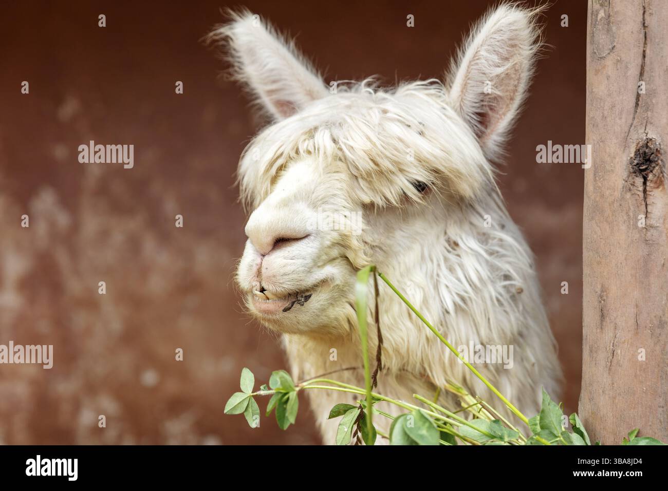 Alpaca (Vicugna pacos), Cusco, Peru, South America Stock Photo - Alamy