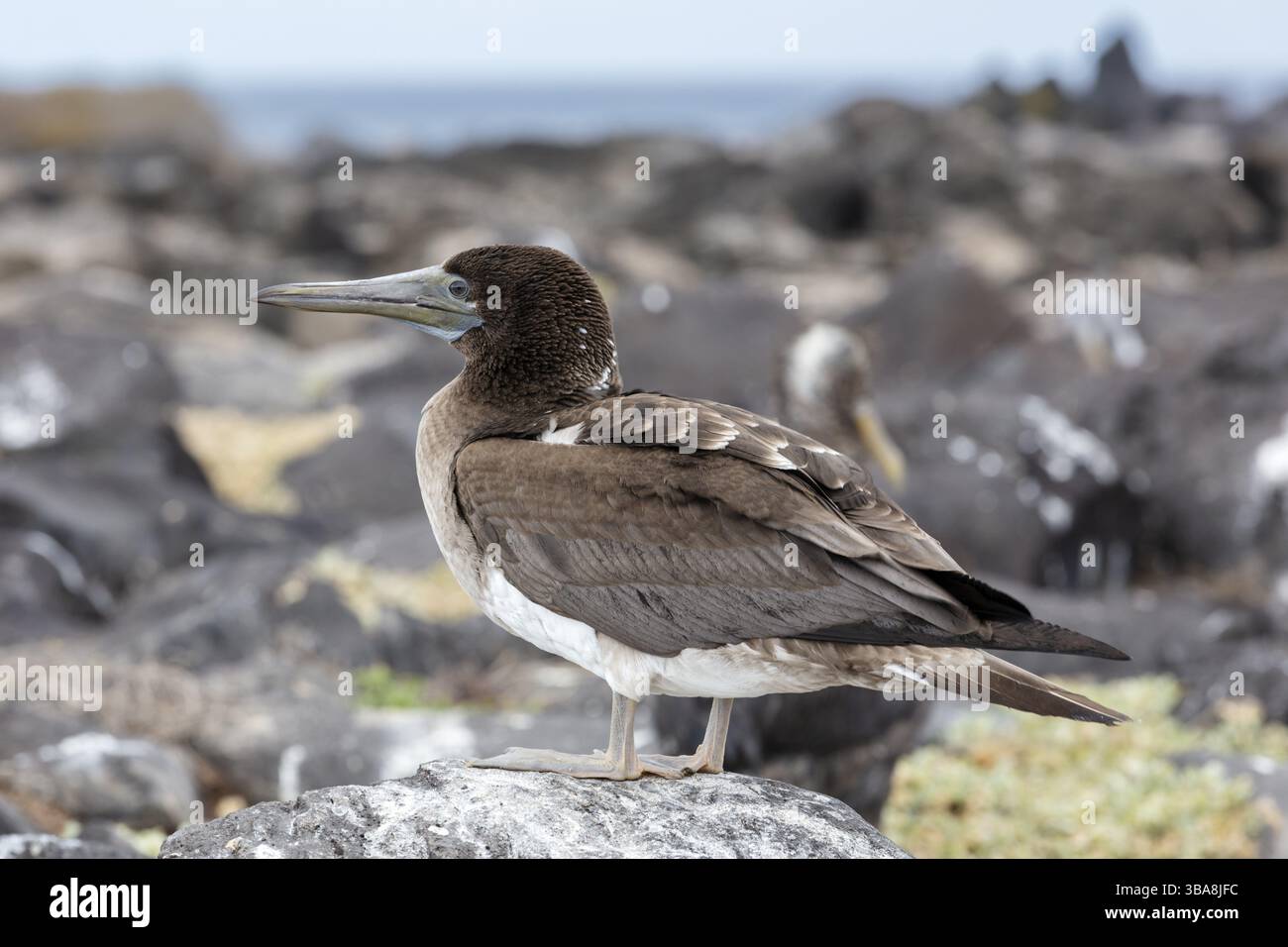 White-bellied booby (Sula leucogaster), Galapagos, Ecuador, South ...