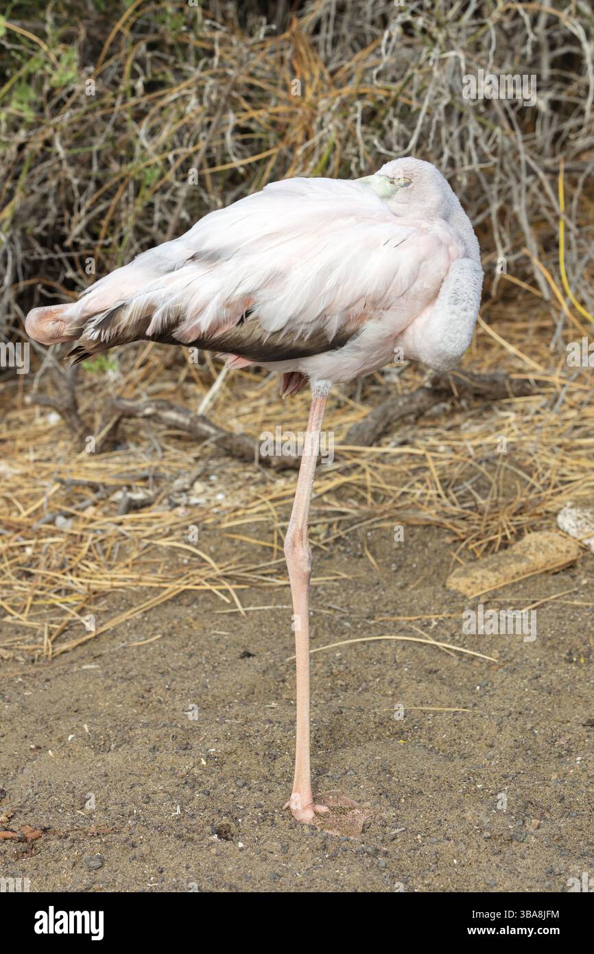 Flamingo (Phoenicopteridae), Galapagos, Ecuador, South America Stock ...