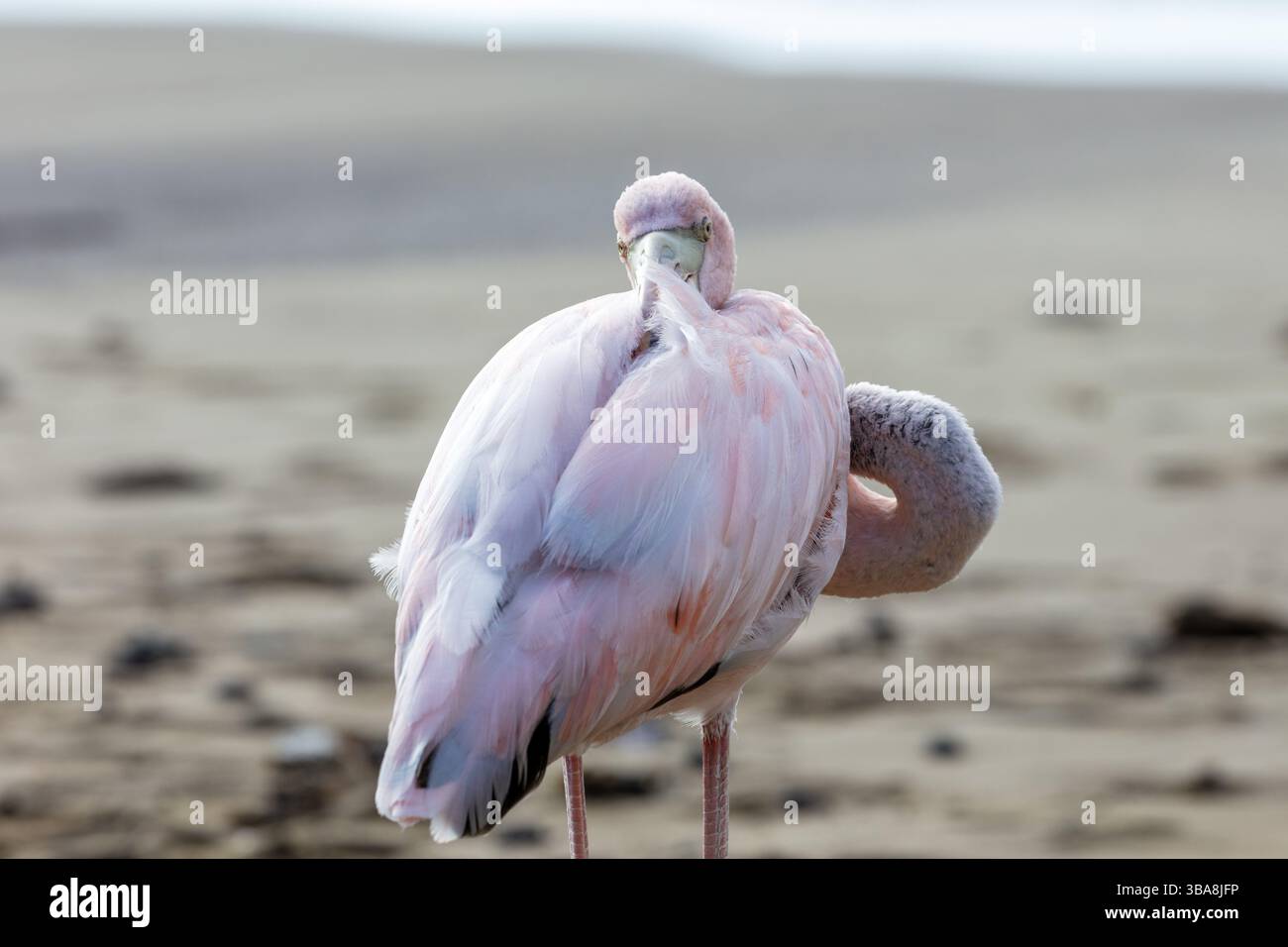 Flamingo (Phoenicopteridae), Galapagos, Ecuador, South America Stock ...