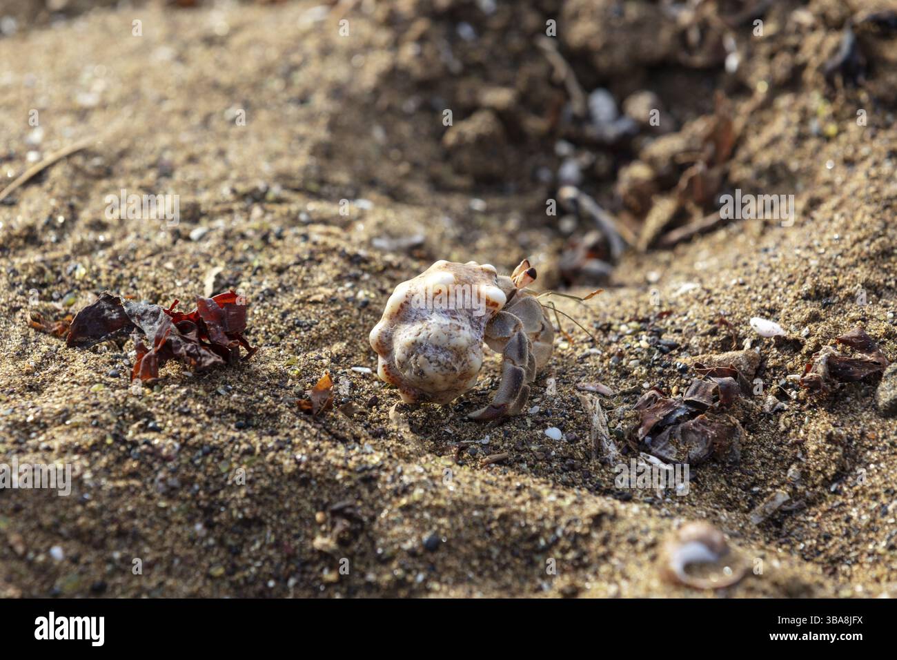 Hermit crab (Calcinus explorator), Galapagos, Ecuador, South America ...