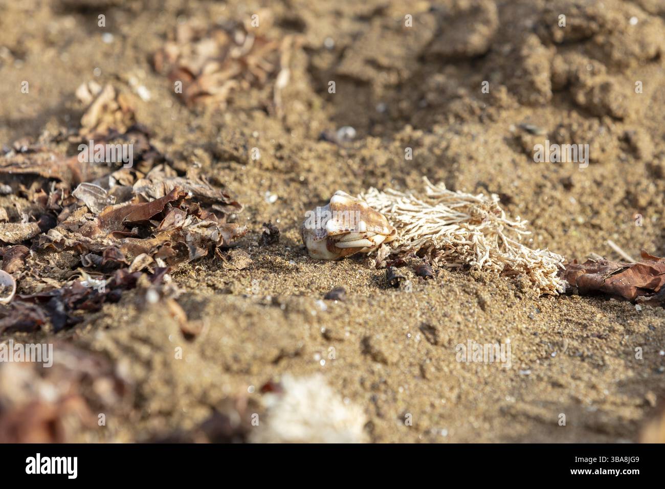 Hermit crab (Calcinus explorator), Galapagos, Ecuador, South America ...