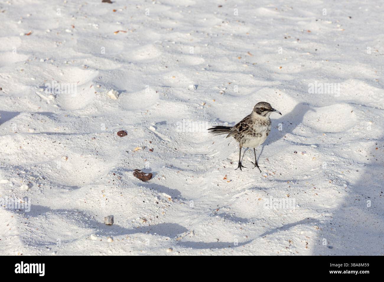 Galapagos mockingbird (Mimus parvulus, syn.: Nesomimus parvulus ...