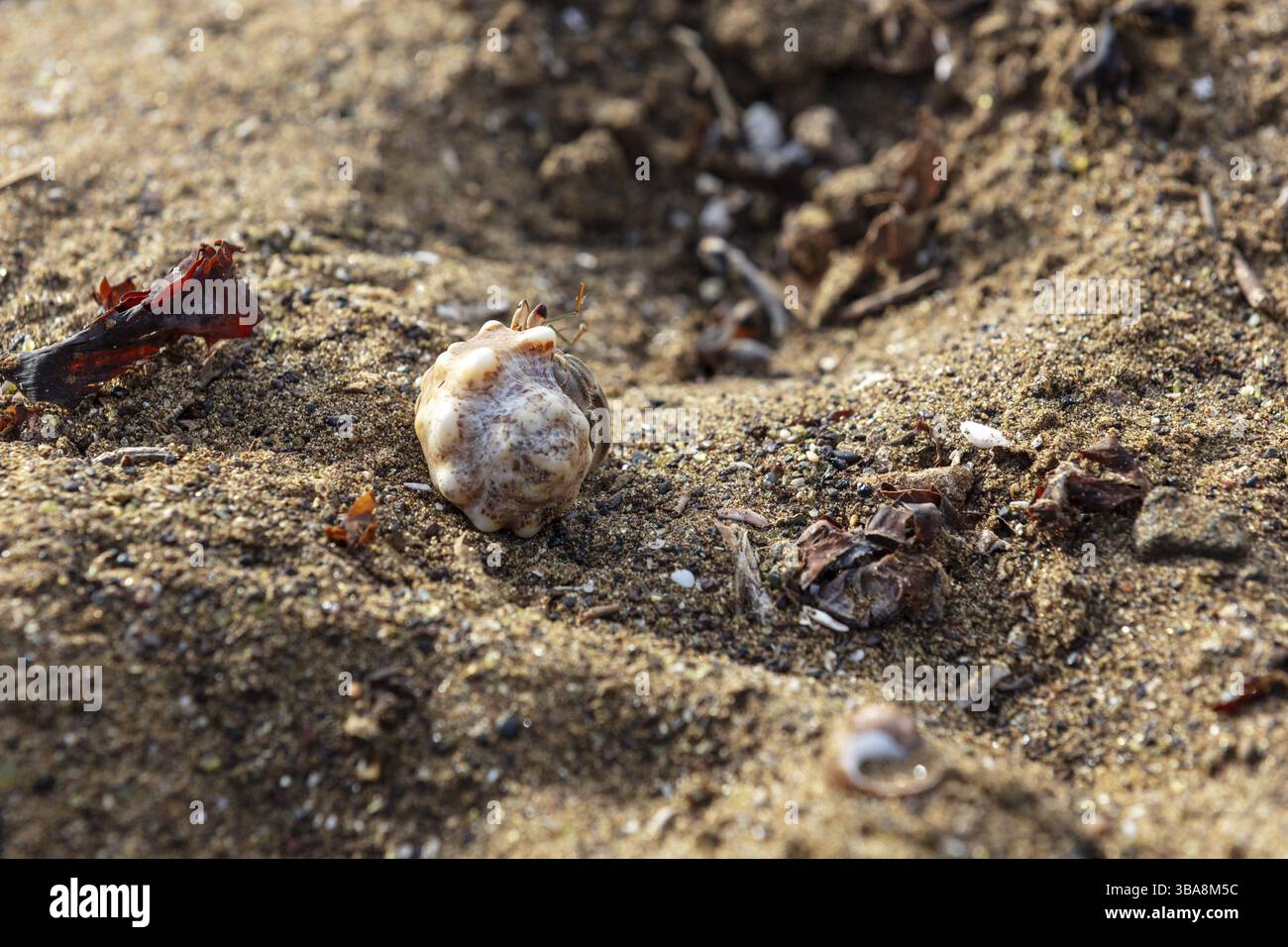 Hermit crab (Calcinus explorator), Galapagos, Ecuador, South America ...