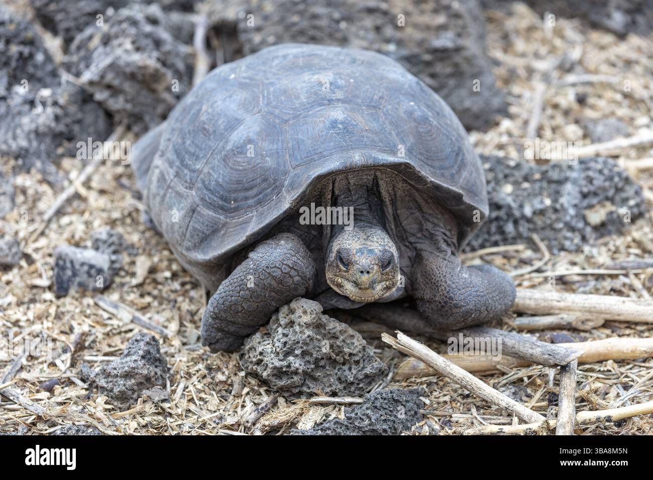 Giant tortoise (Chelonoidis nigra), Santa Cruz, Galapagos, Ecuador ...