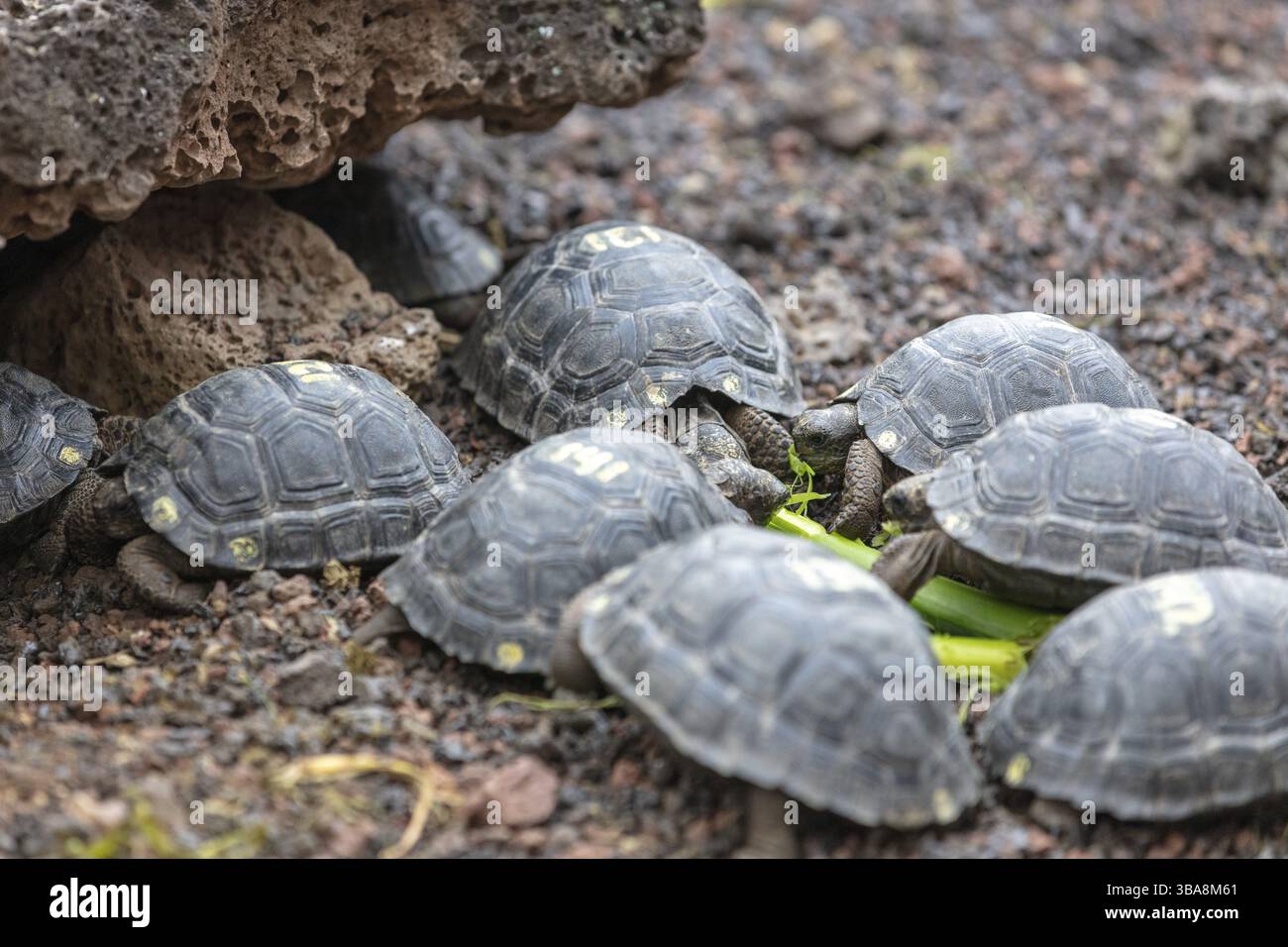 Giant tortoise (Chelonoidis nigra), Santa Cruz, Galapagos, Ecuador ...