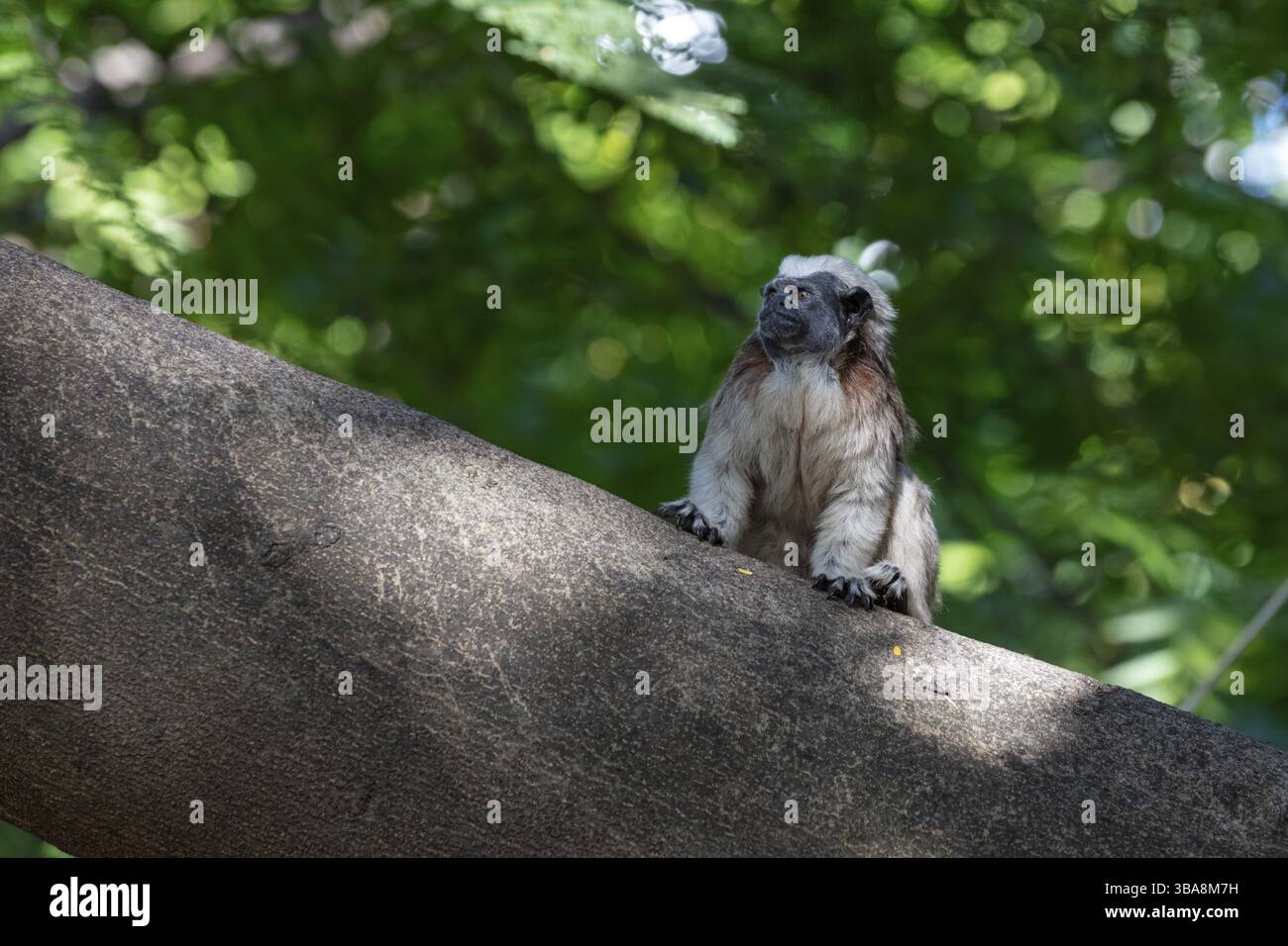 White-footed tamarin (Saguinus leucopus), Cartagena, Colombia, South ...