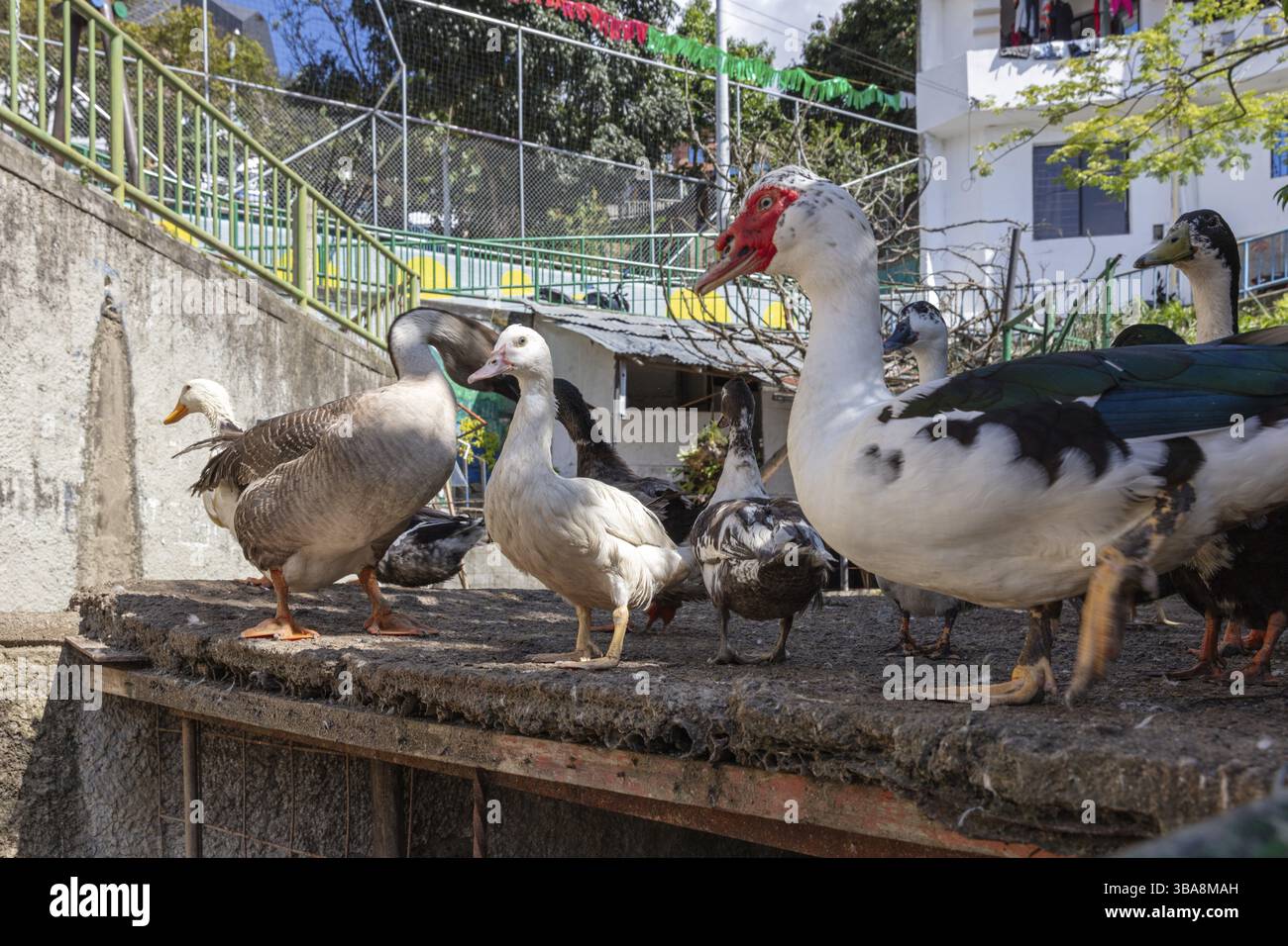 Peking ducks (Anas platyrhynchos domestica), Medellin, Colombia, South ...