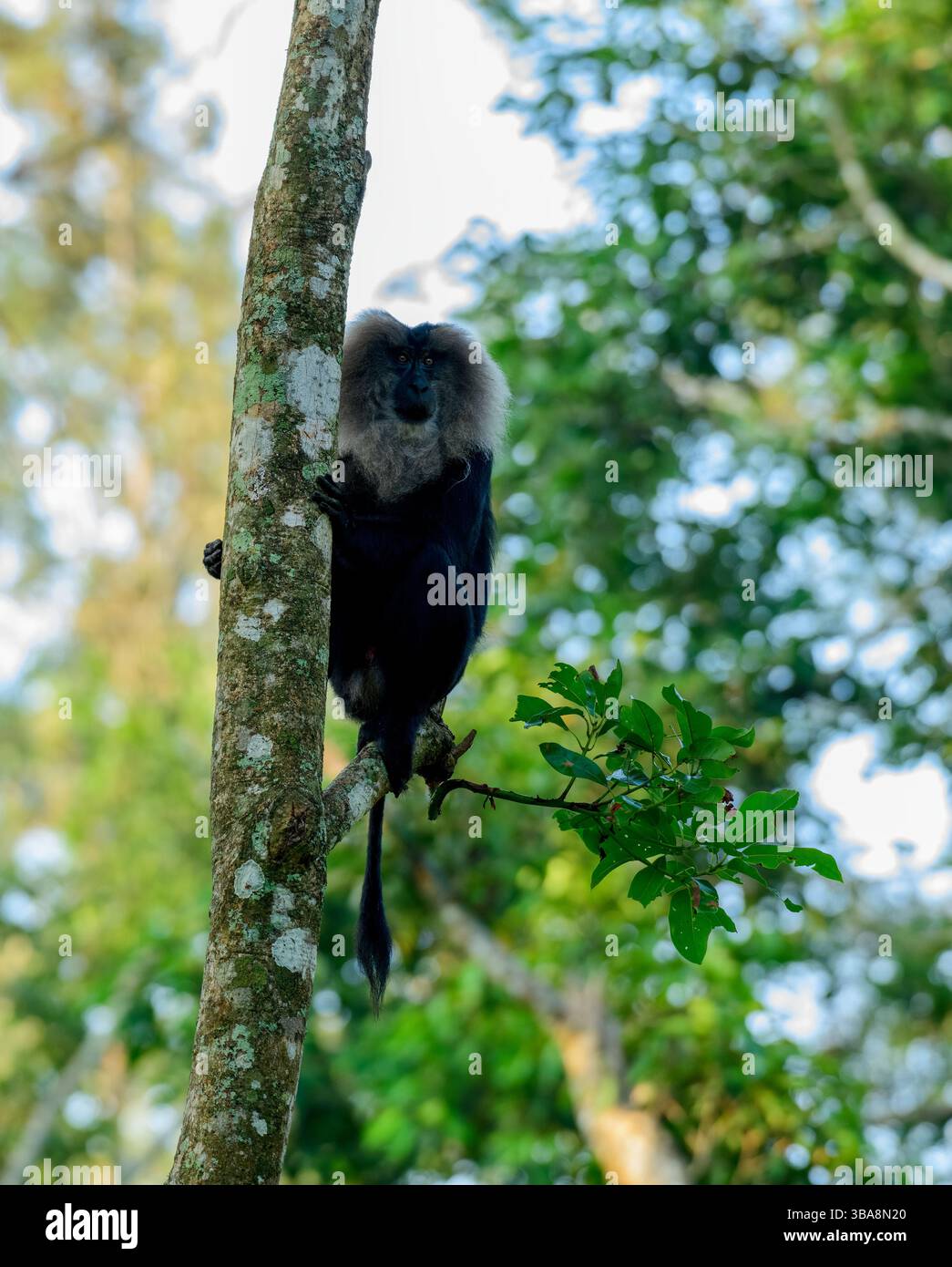 A rare Lion-tailed Macaque peers through the dense canopy of Kerala’s ...