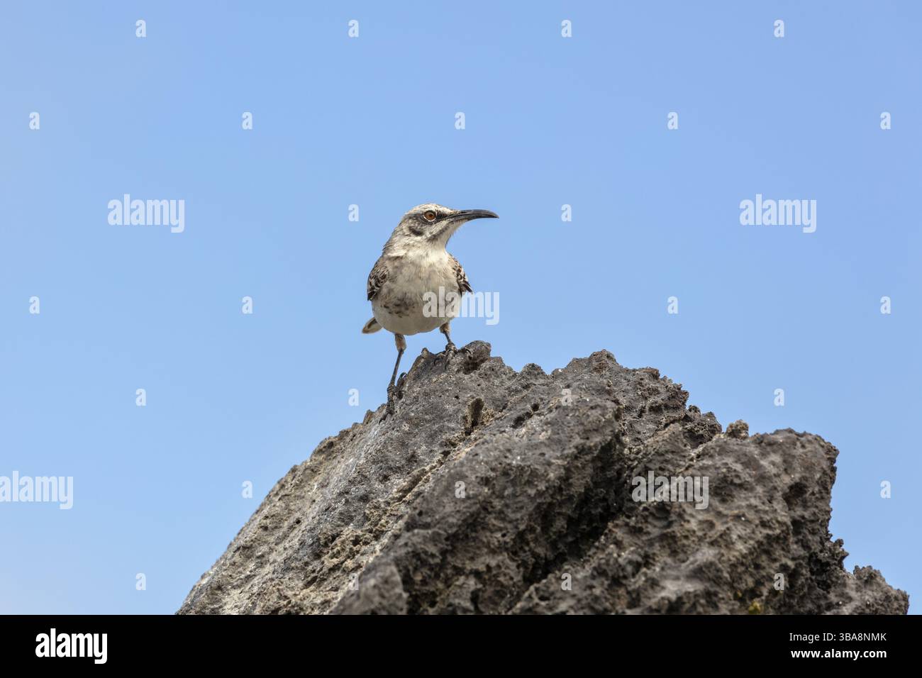 Galapagos mockingbird (Mimus parvulus, syn.: Nesomimus parvulus ...