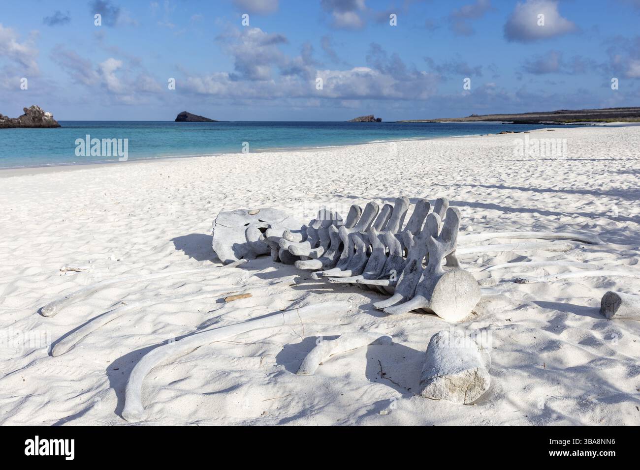 Whale skeleton, Gardner Bay beach, Isla Espanola, Galapagos, Ecuador ...