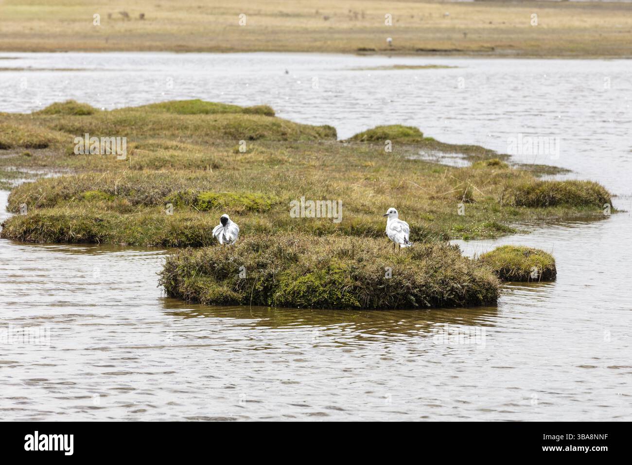 Gulls (Larinae), National Park, Cotopaxi, Ecuador, South America Stock ...