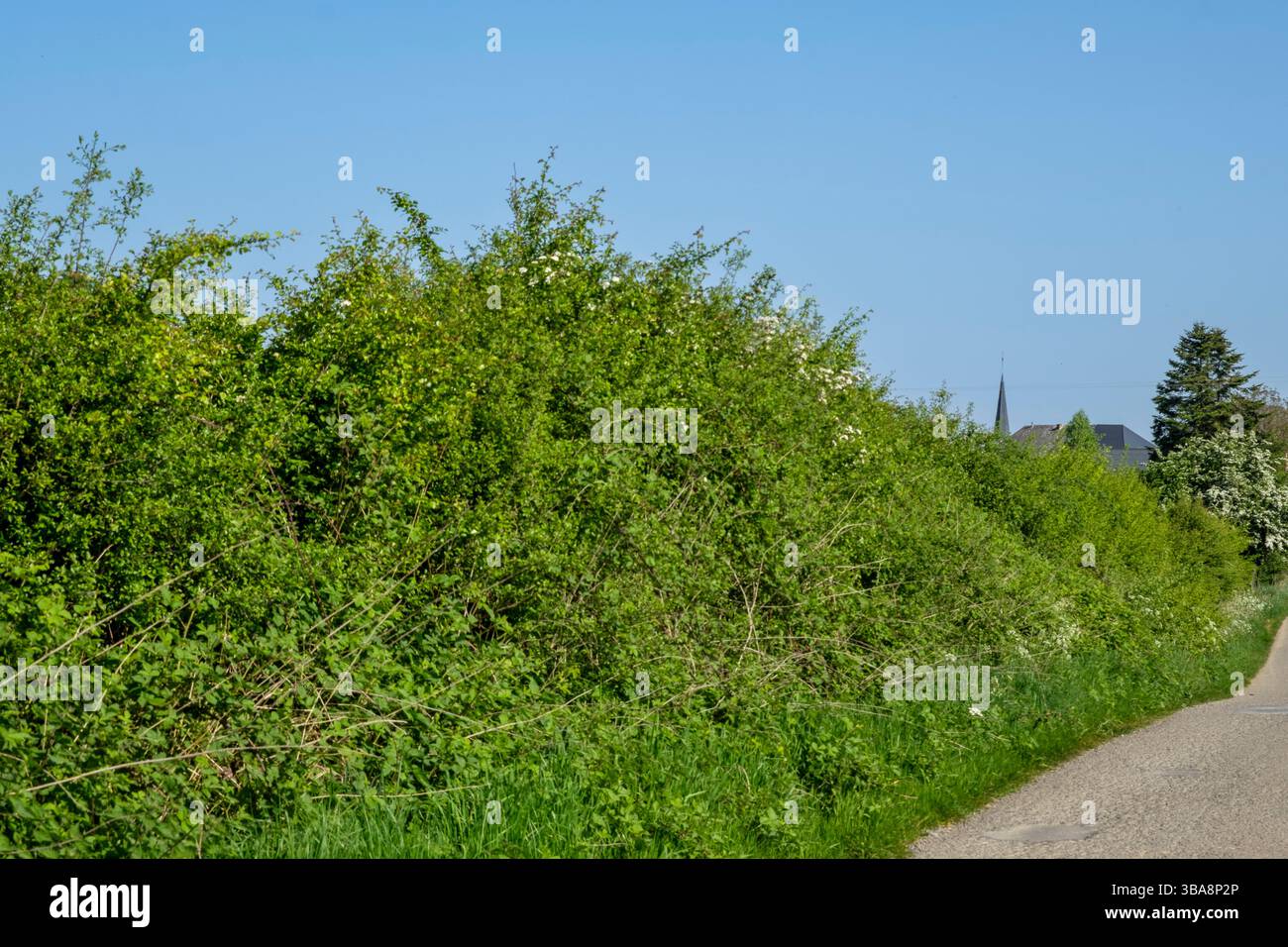Haie de bord de route hi-res stock photography and images - Alamy