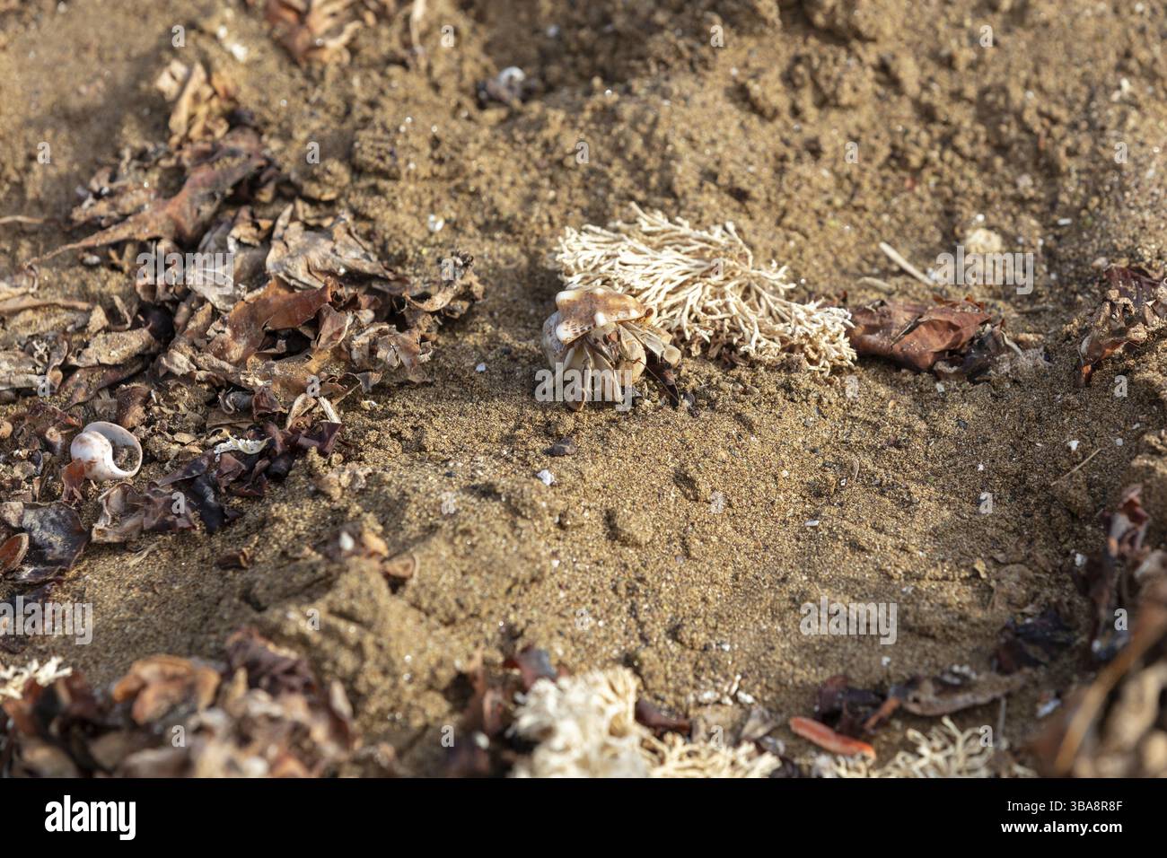 Hermit crab (Calcinus explorator), Galapagos, Ecuador, South America ...