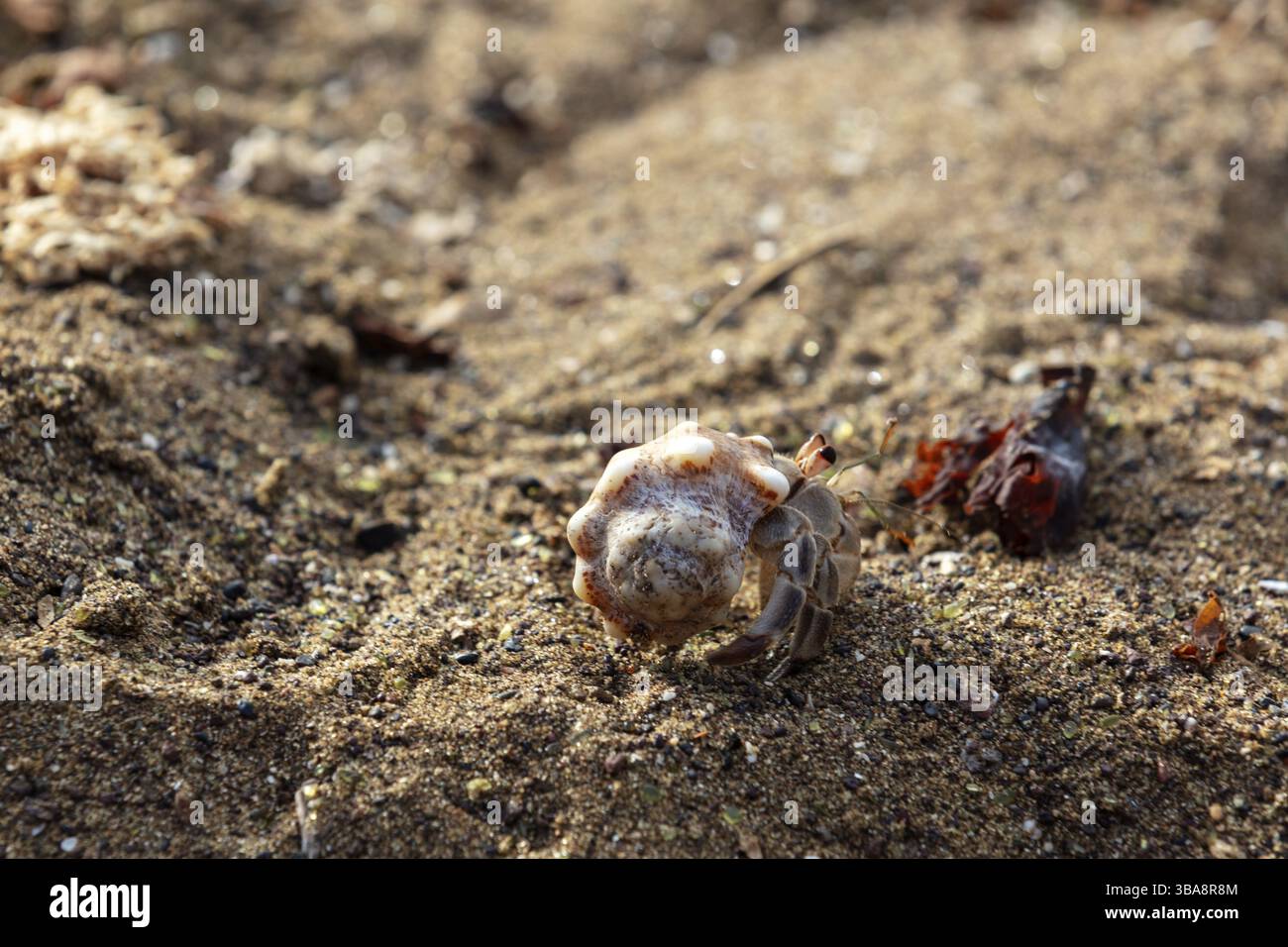 Hermit crab (Calcinus explorator), Galapagos, Ecuador, South America ...