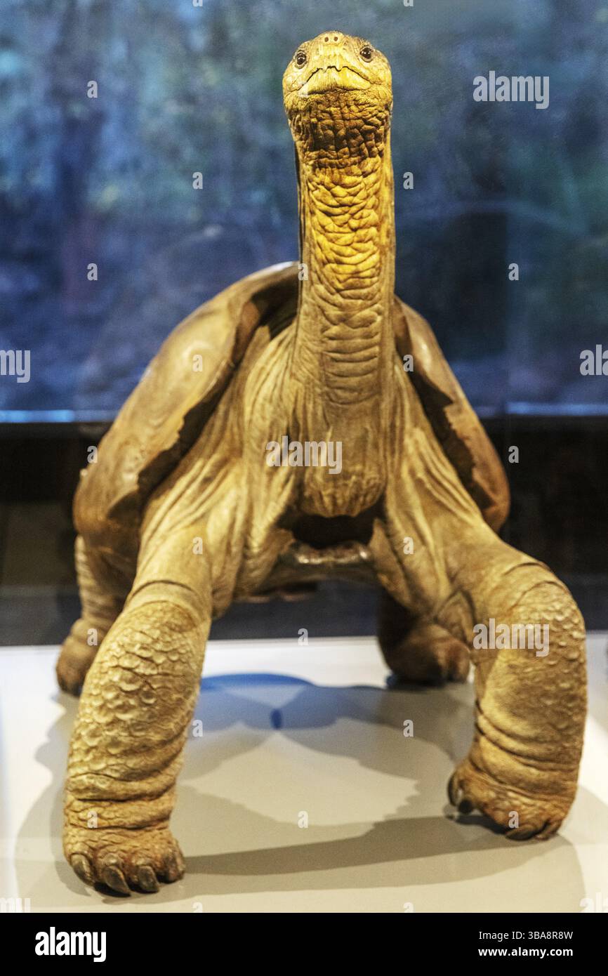 Giant tortoise (Chelonoidis nigra), Charles Darwin Museum, Santa Cruz ...