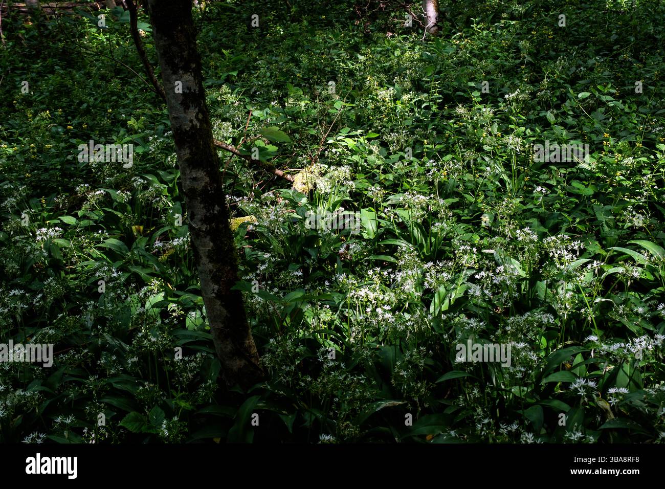 Bear's garlic - Allium ursinum - also known as wild garlic or wild ...