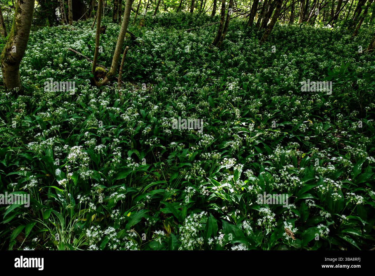 Bear's garlic - Allium ursinum - also known as wild garlic or wild ...