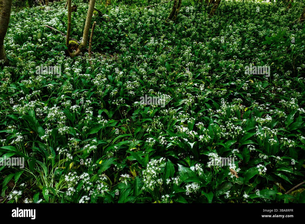 Bear's garlic - Allium ursinum - also known as wild garlic or wild ...