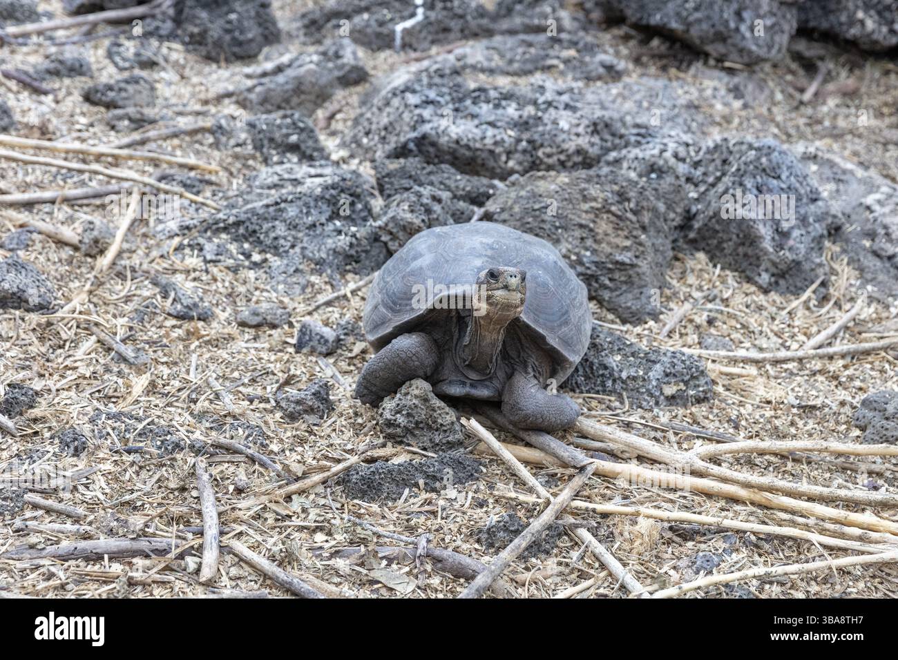 Giant tortoise (Chelonoidis nigra), Santa Cruz, Galapagos, Ecuador ...