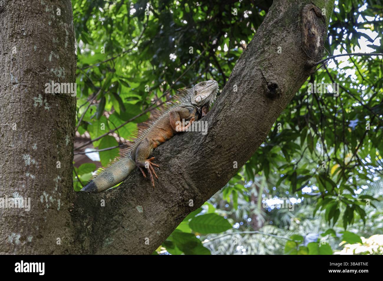 Green iguana (Iguana iguana), Botanical Garden, Medellin, Colombia ...