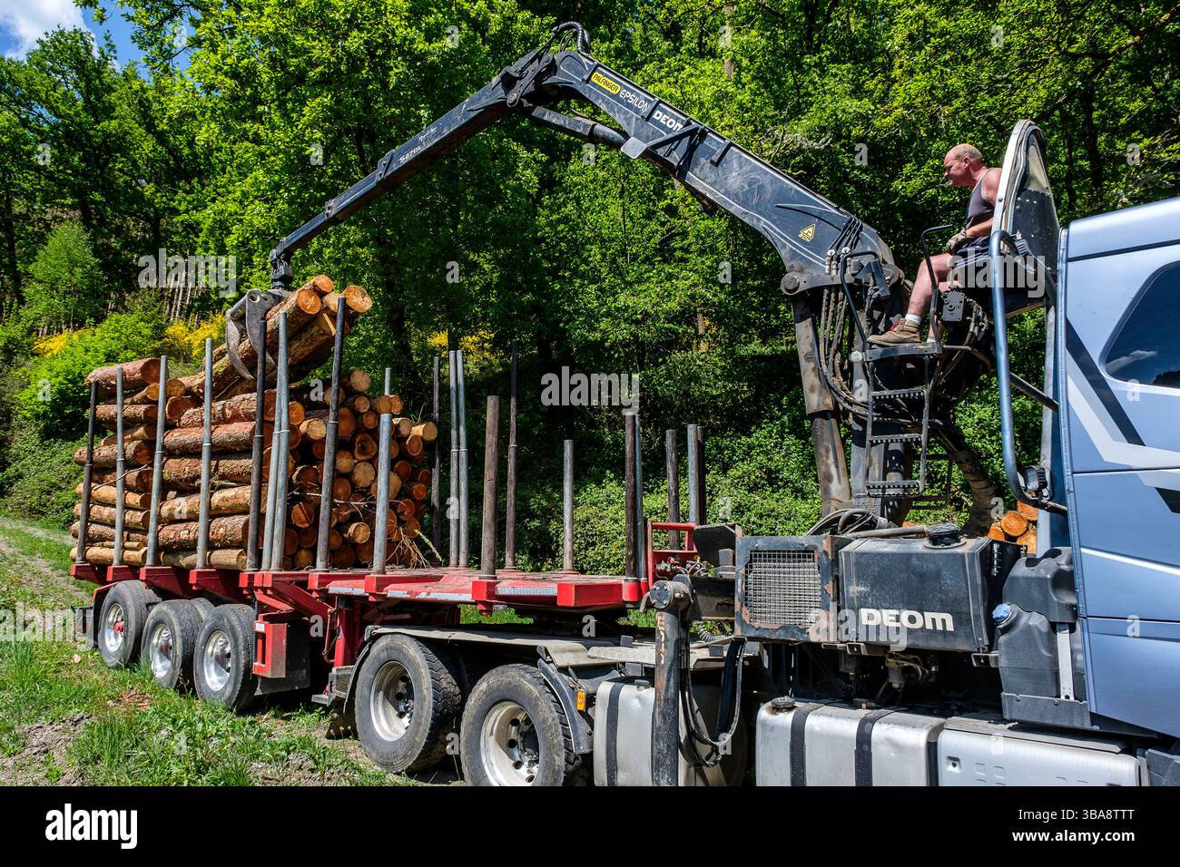 Loading logs in the forest onto a lorry trailer along a narrow road ...