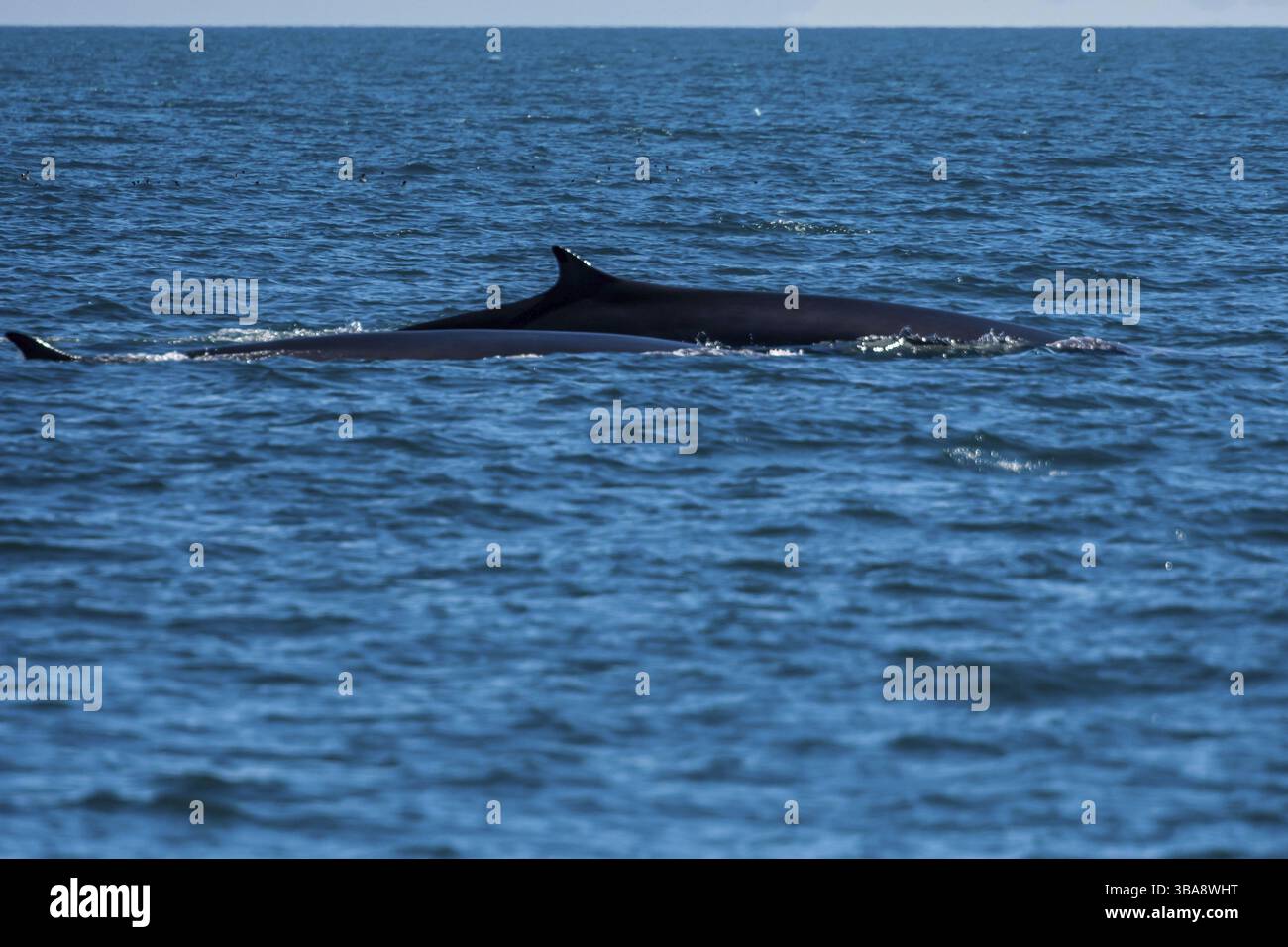 A Baleen dark slate-gray white color whale swimming along the Rocky ...