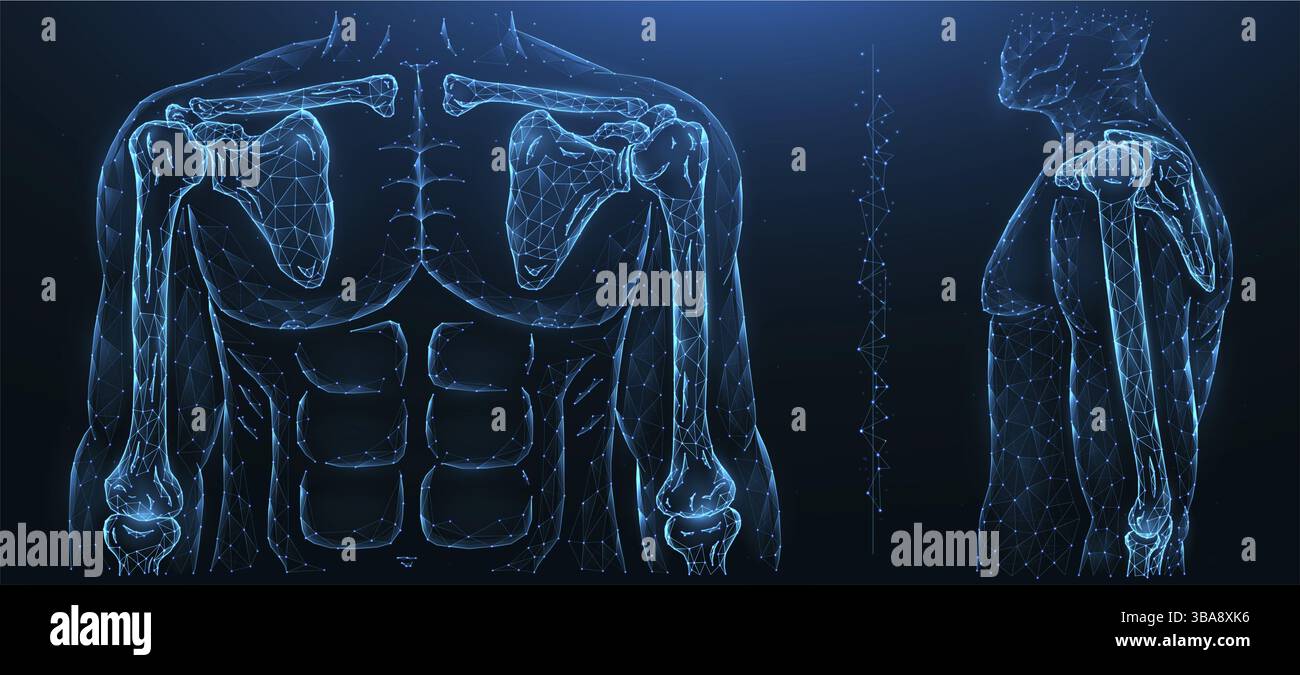 Polygonal vector illustration of a human model, shoulder joint, and ...