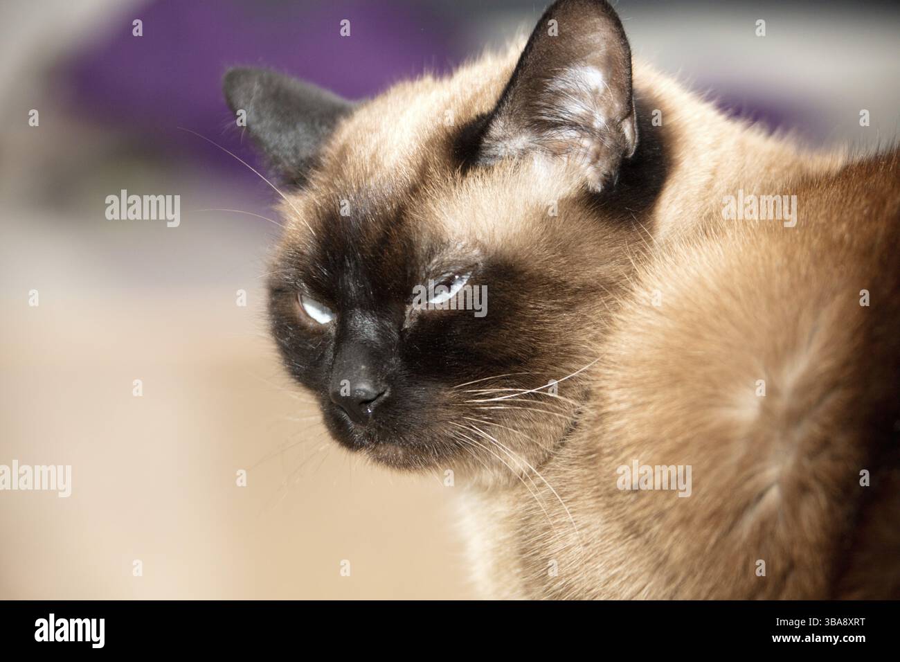 Siamese cat face close-up Stock Photo - Alamy