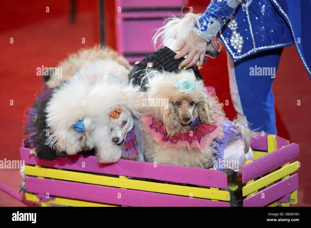Group dogs in circus hi-res stock photography and images - Alamy