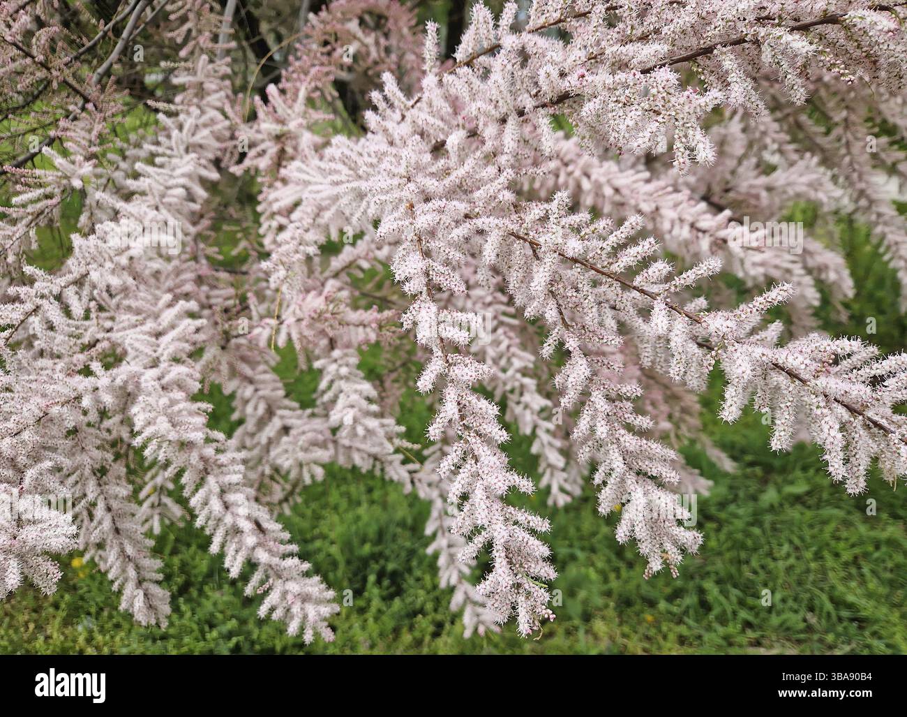 Blooms richly adorned hi-res stock photography and images - Alamy