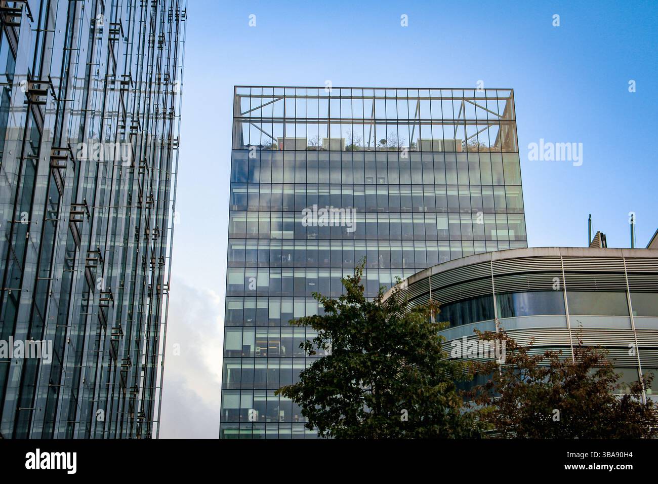 Deansgate: Trees line the edge of a business district filled with ...