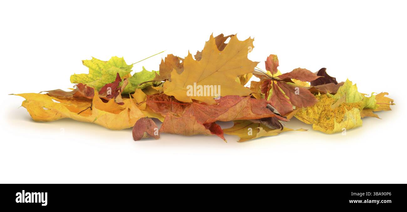 Colour autumn trees Cut Out Stock Images & Pictures - Alamy