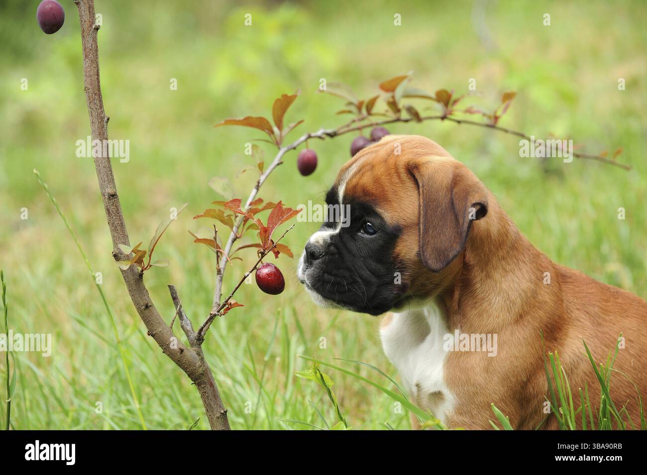 German athlete boxing hi-res stock photography and images - Alamy