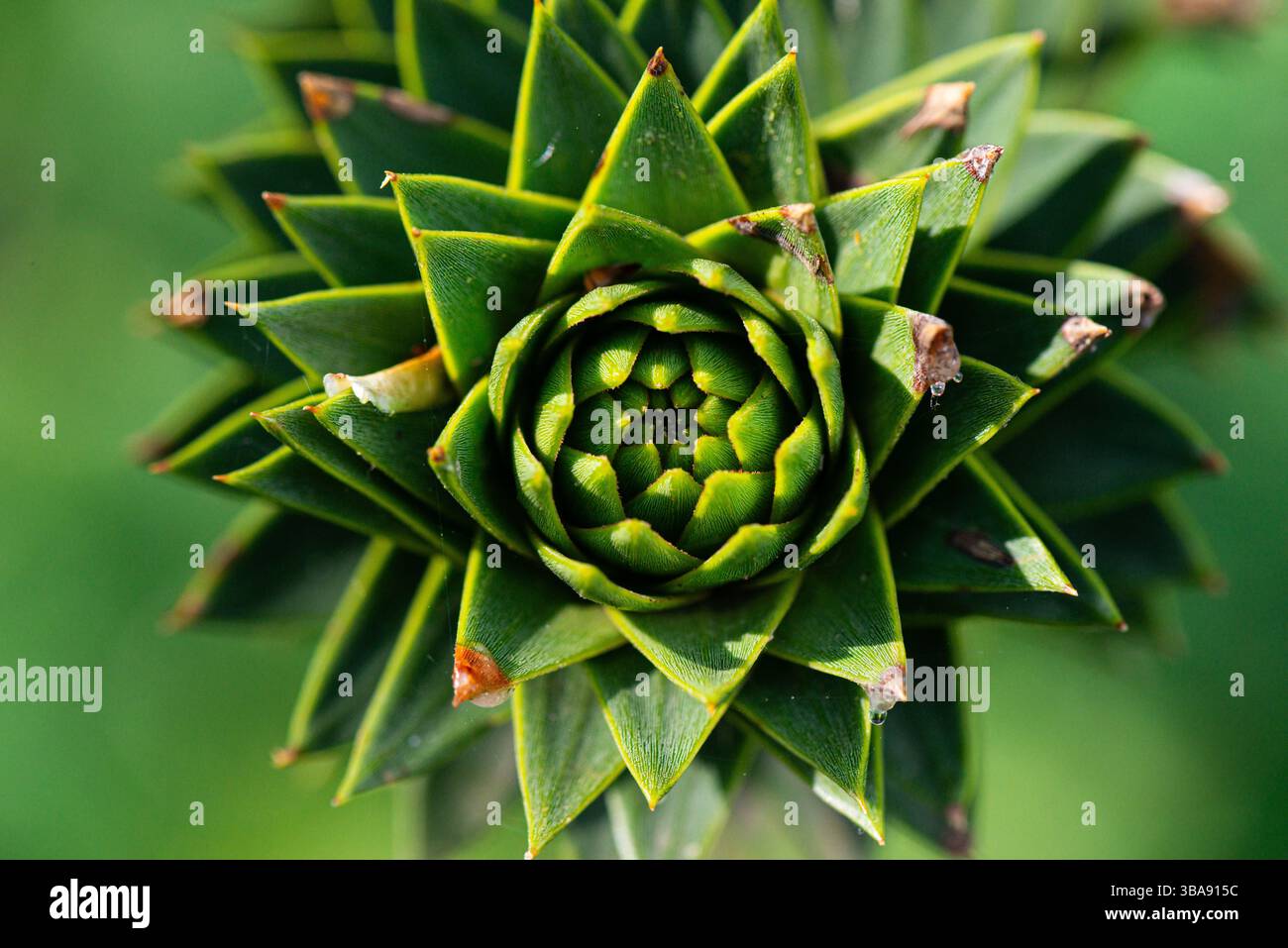 A close up of the end of a branch of a monkey puzzle tree (Araucaria ...