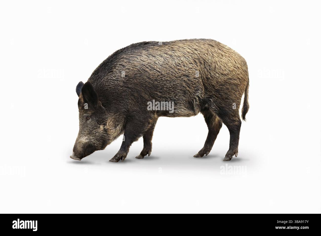 Mud bath Cut Out Stock Images & Pictures - Alamy