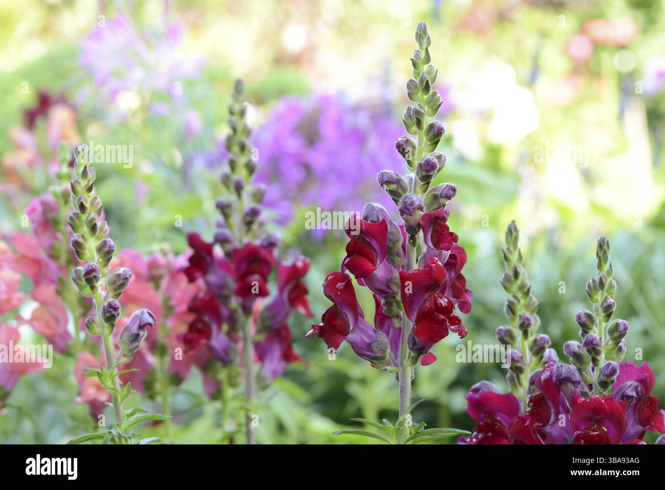Dragon flower hi-res stock photography and images - Alamy